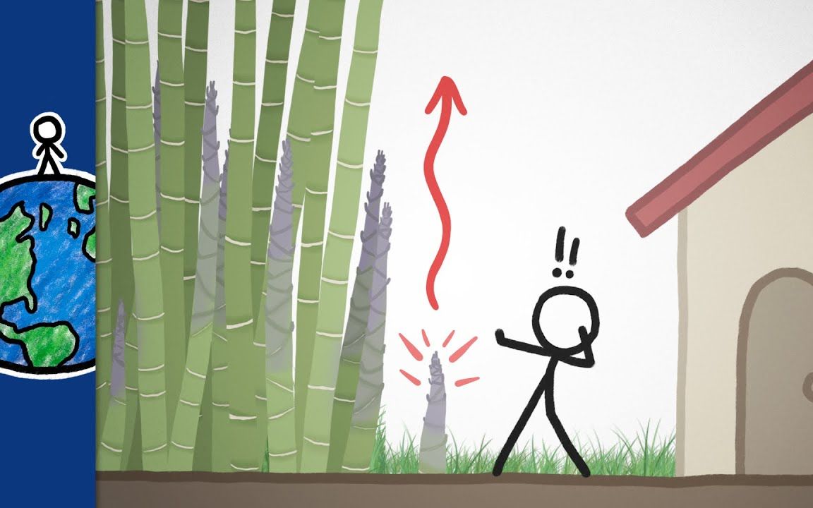 世界上生长最快的植物「分钟地球MinuteEarth」