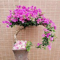 阳仔爱种花