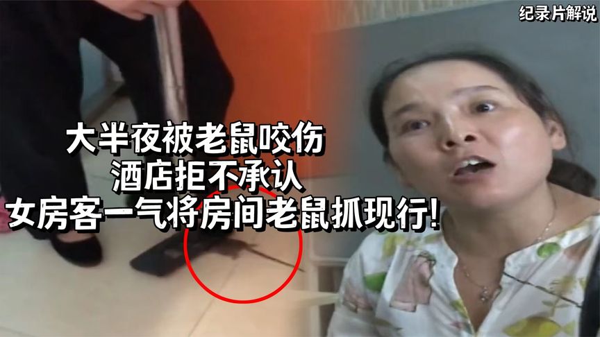 大半夜被老鼠咬伤,酒店拒不承认,女房客一气将房间老鼠抓现行!