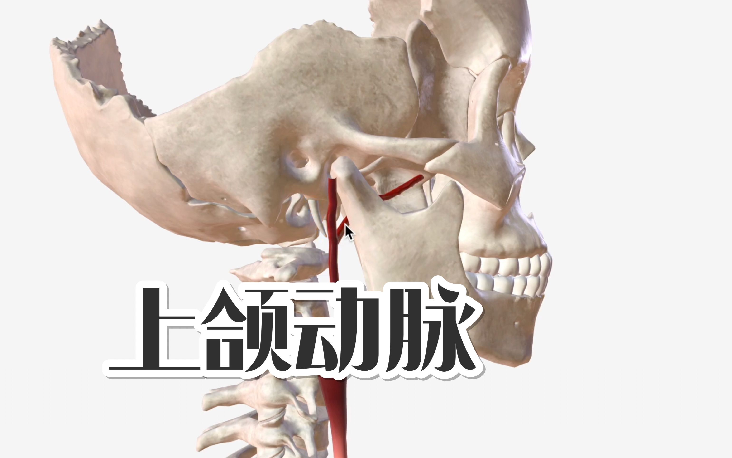 【解剖】上颌动脉3D动画来了!包含分段、分支及记忆口诀 | 人体解剖学