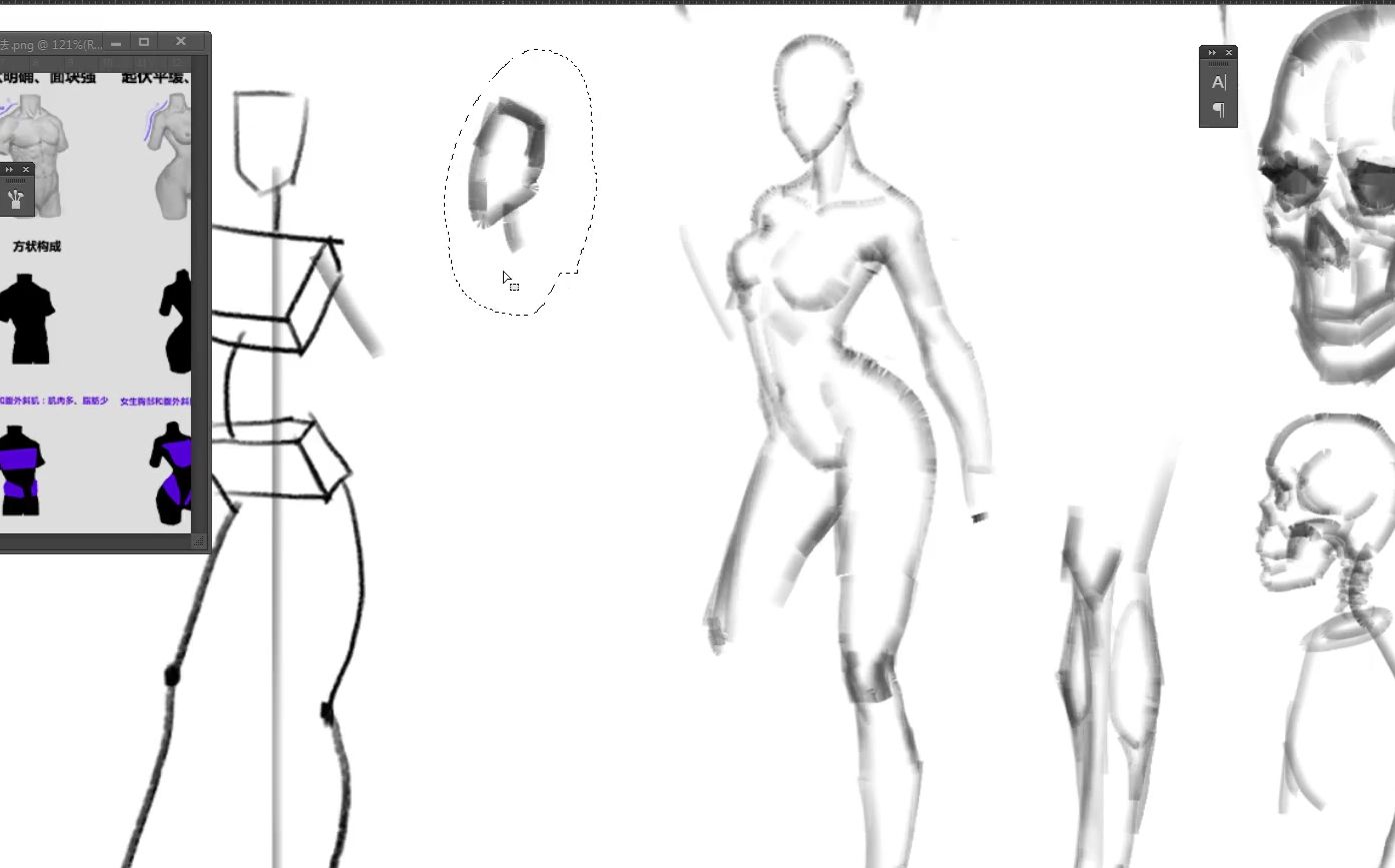 【男女躯干的结构】人体结构系列教程