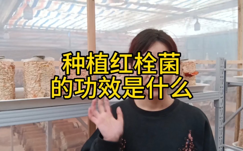 种植红栓菌的功效是什么