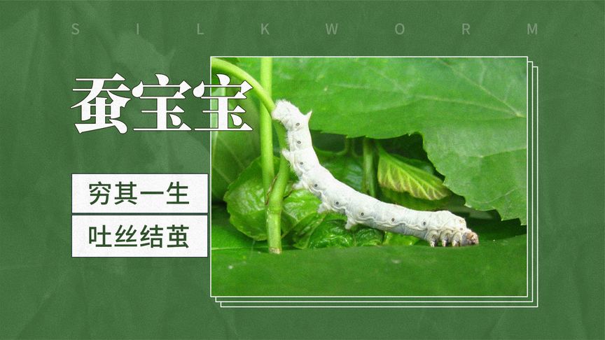 穷其一生,吐丝结茧——蚕宝宝