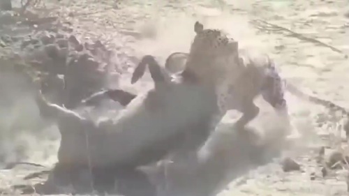 2只土狗竟然活活把野狼撕咬致死,咬住脖子死不放!镜头拍下瞬间