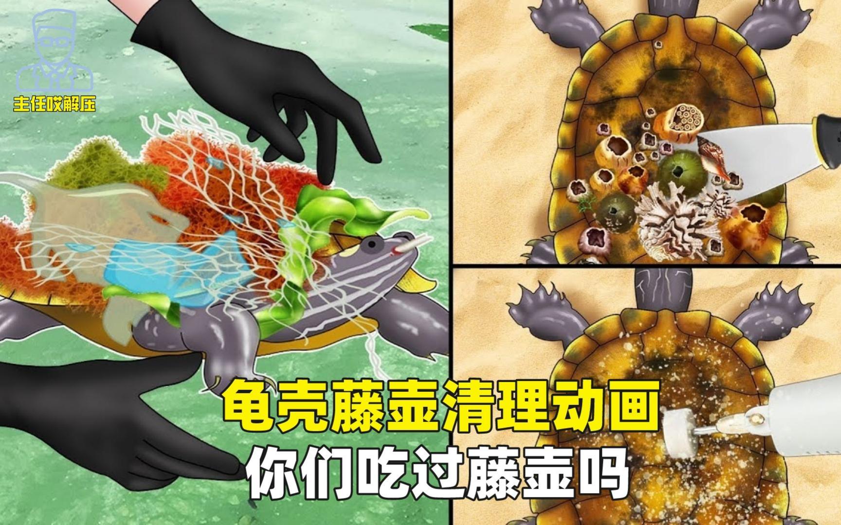 解压动画,龟壳藤壶清理动画,你们吃过藤壶吗?