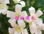 人教版六年级数学上册 5.2圆的周长