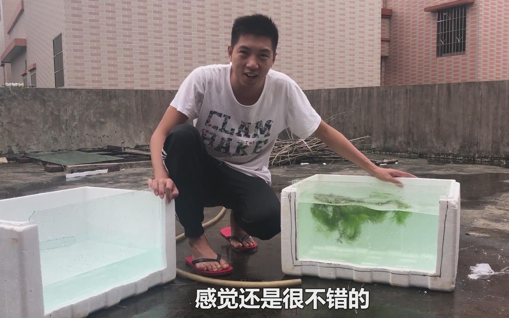 鱼缸太贵了,只能自己做!自制泡沫箱玻璃鱼缸,几块钱成本的鱼缸,能养鱼...