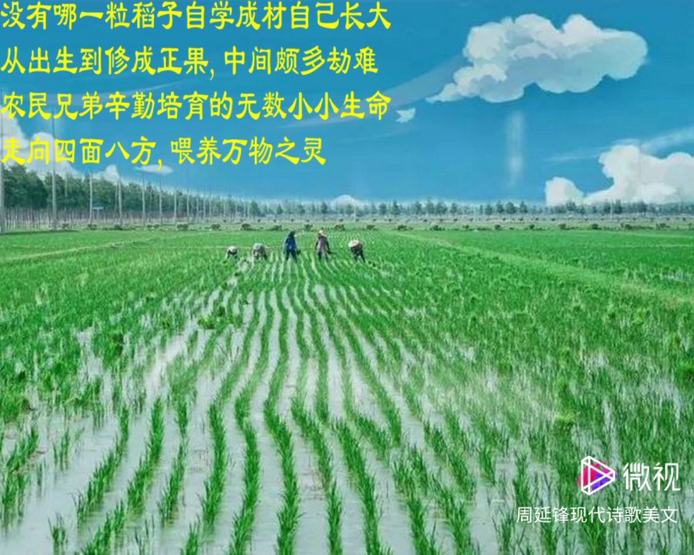 永远的大米,永远的爱 文/周延锋现代诗歌美文美图