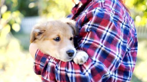 你家主子排第几?十大最受欢迎宠物排行榜出炉,快来看看!