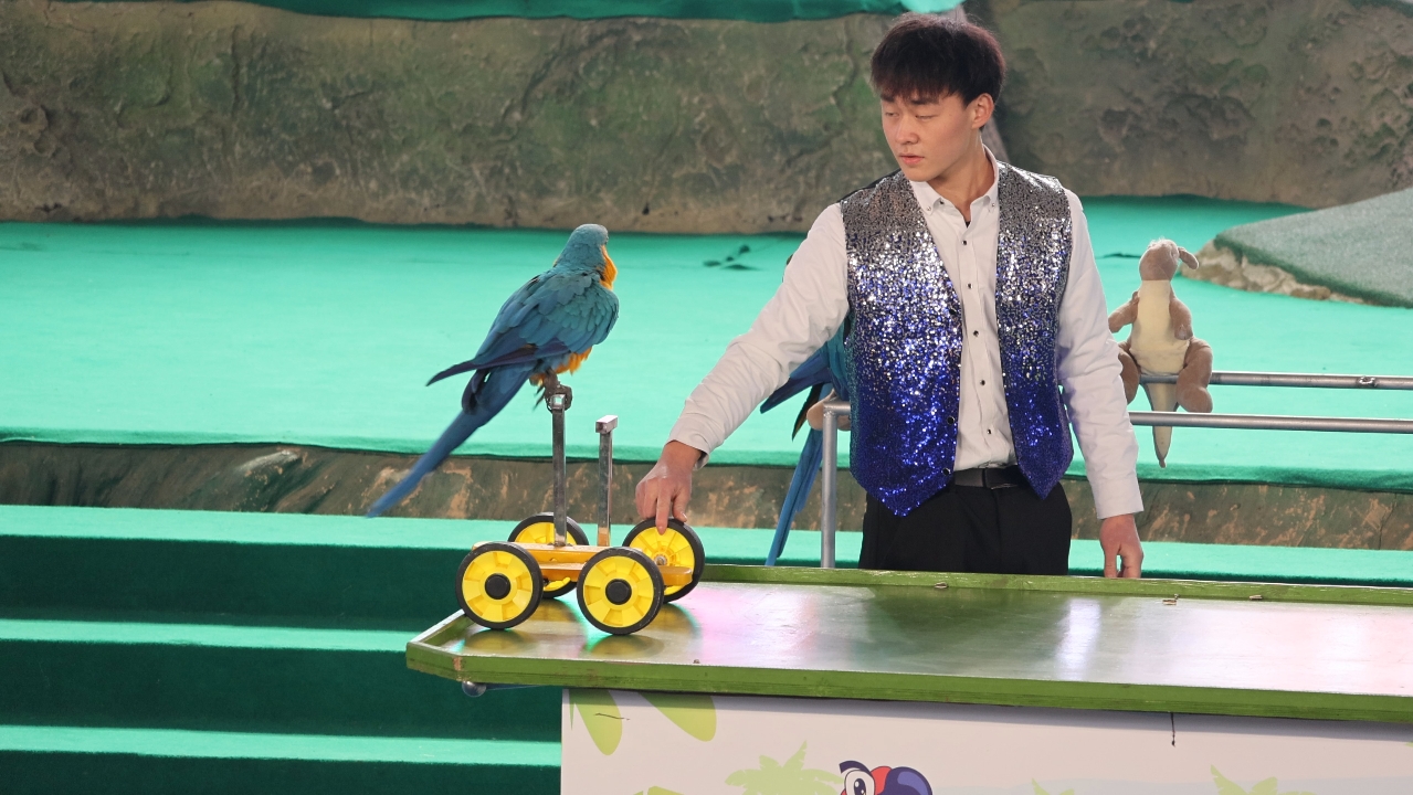 杭州野生动物世界:马戏团鹦鹉表演5