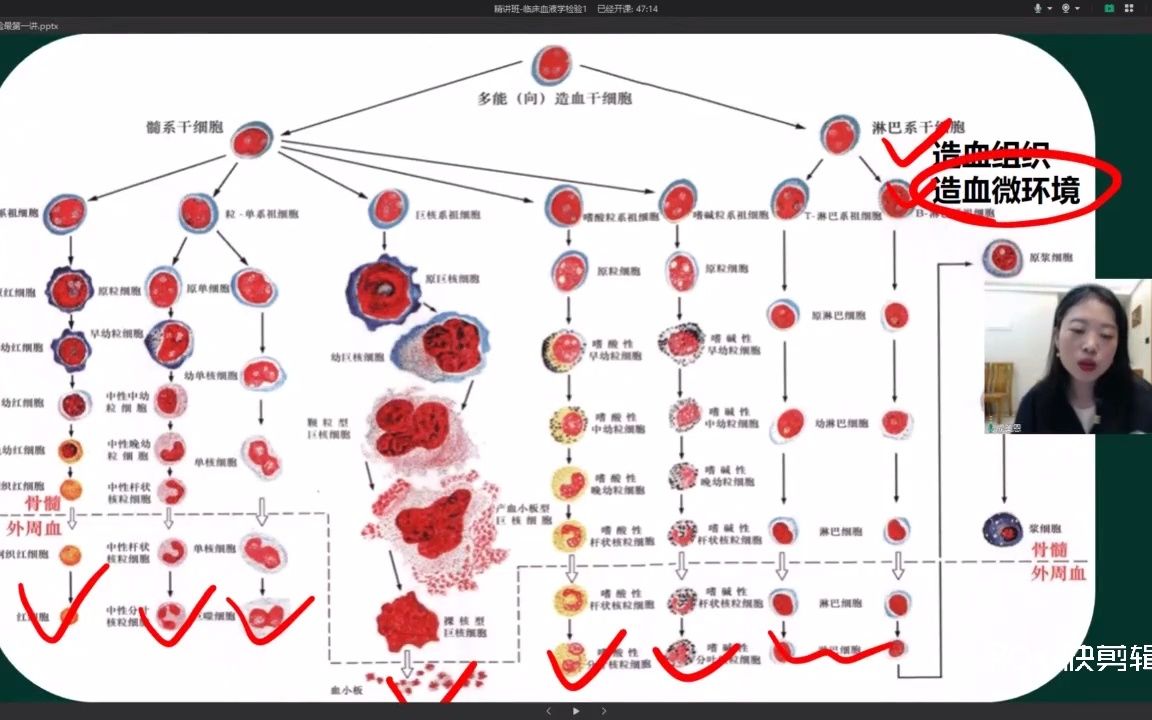 造血组织,造血微环境——医学检验讲师(成美恩)