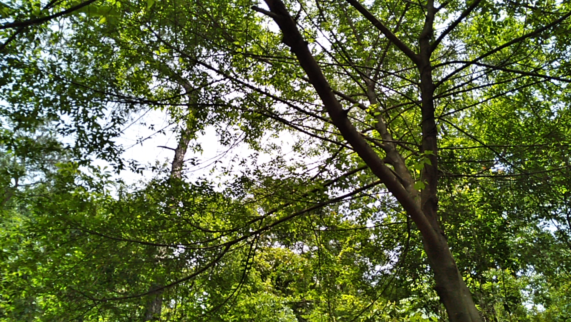 夏天来了,森林里的小鸟也唱起来了