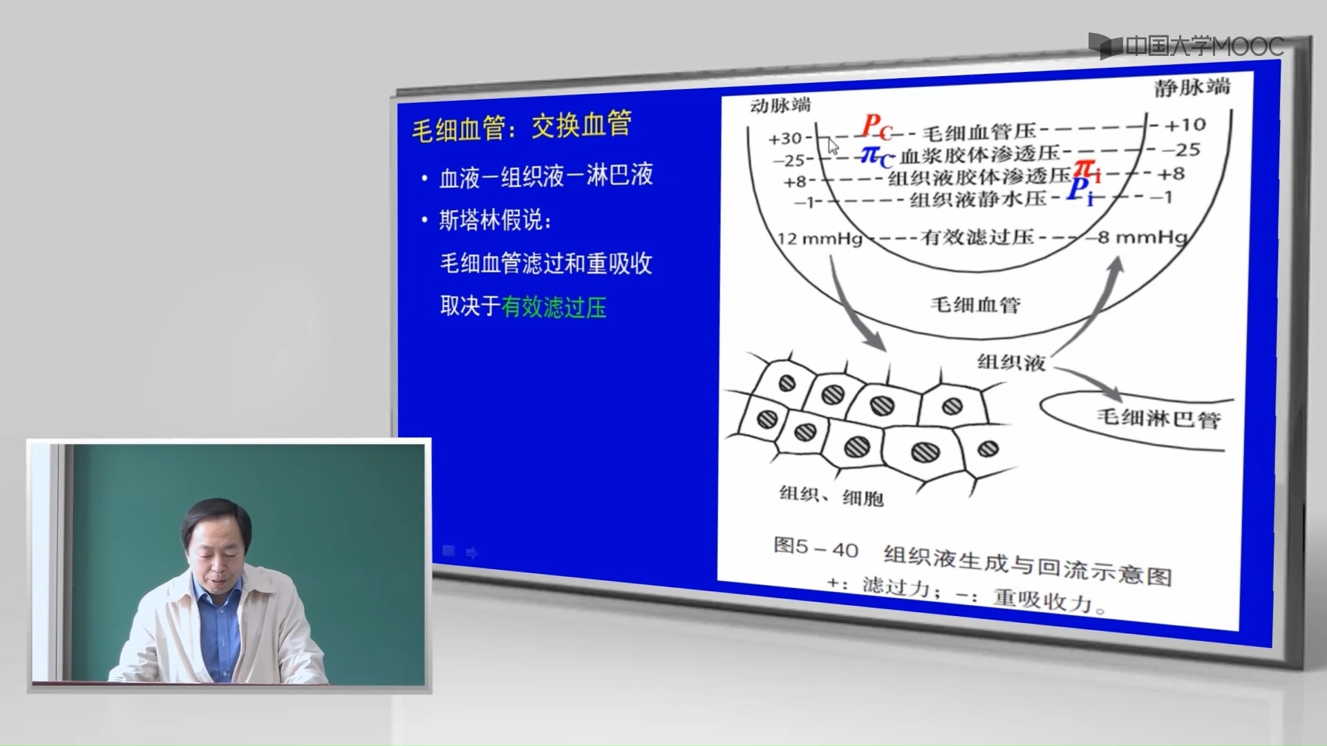 [9.3.1]--毛细血管和交换