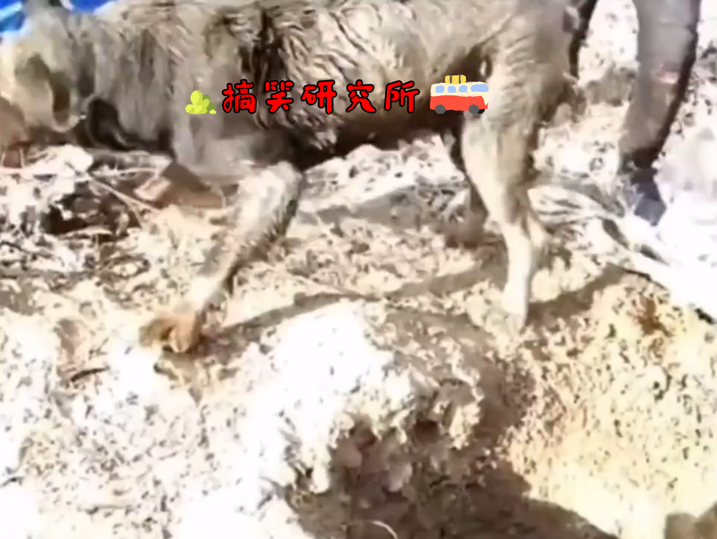 ...生活搞笑趣事 不信你不笑 搞笑配音 危险动作请勿模仿 高手在民间 专...