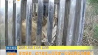 ...台第一新闻午间版 延安吴起:成功放生一只国家二级保护野生动物雕鸮