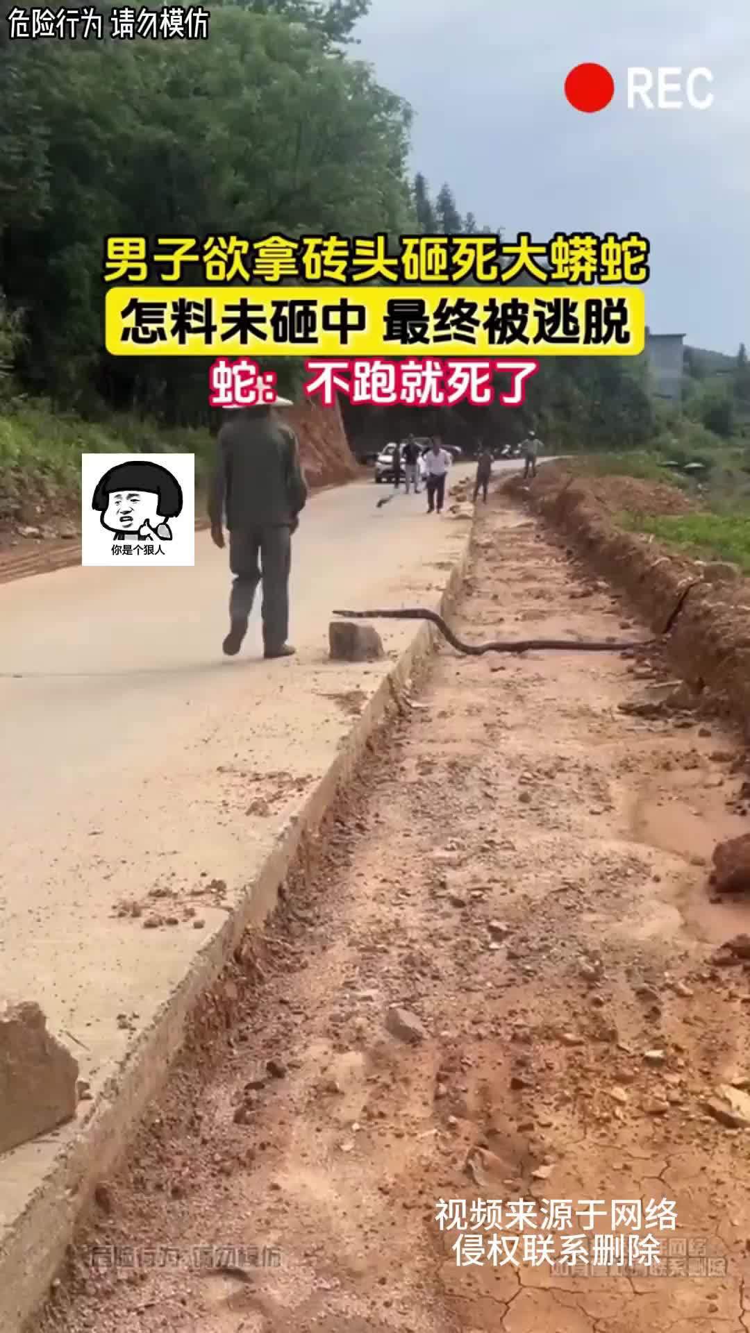 男子欲拿砖头砸死大长虫,怎料未砸中,最终被逃脱.