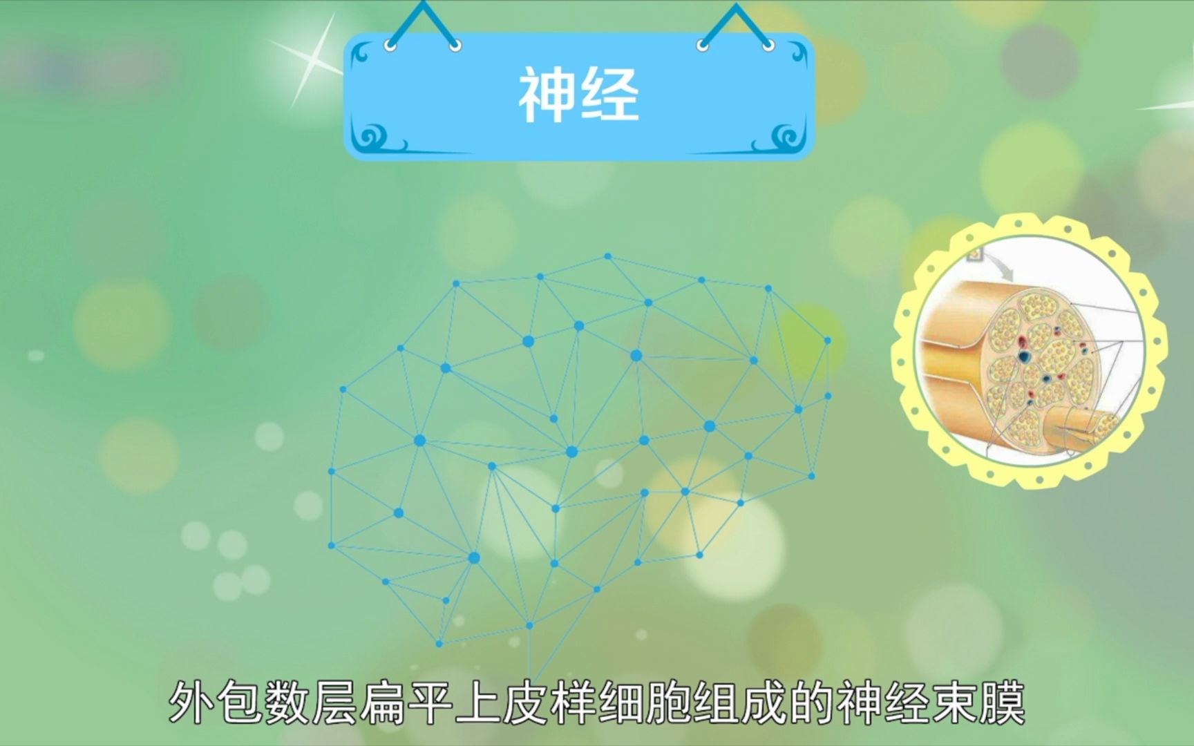 40秒让你了解什么是神经?