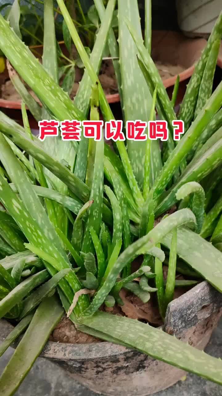 芦荟可以吃吗?中华芦荟是个宝