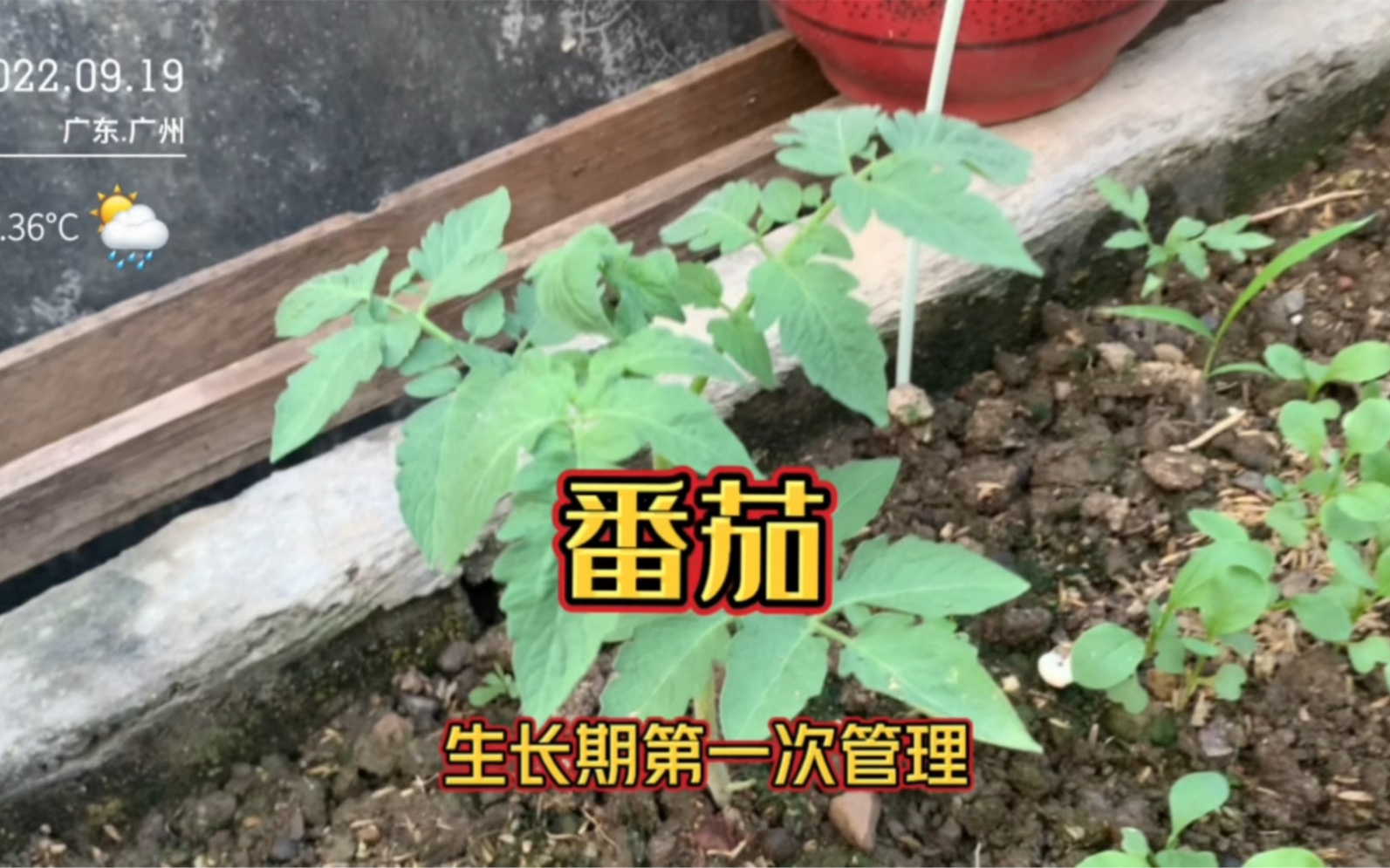 番茄苗移栽下去十五天了,今天来第一次管理,嫁接苗和自育苗有所不同