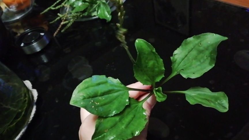 车前草泡水喝有些什么功效?