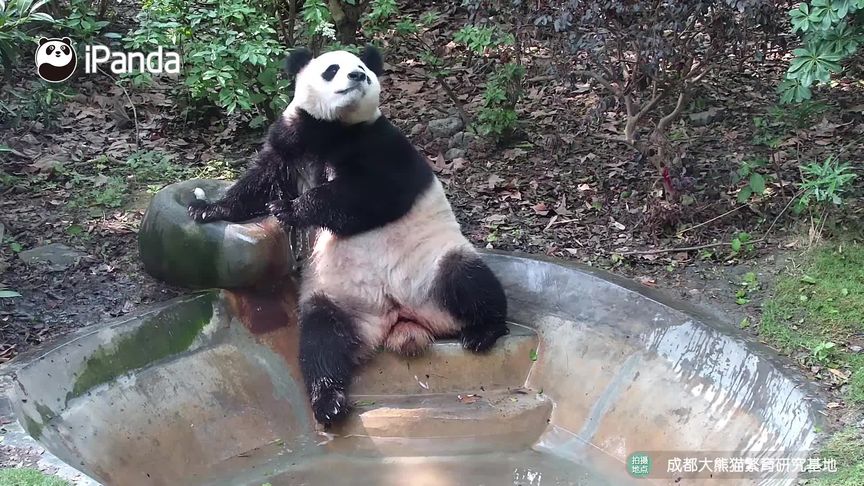 好奇!大熊猫是如何过夏天的?