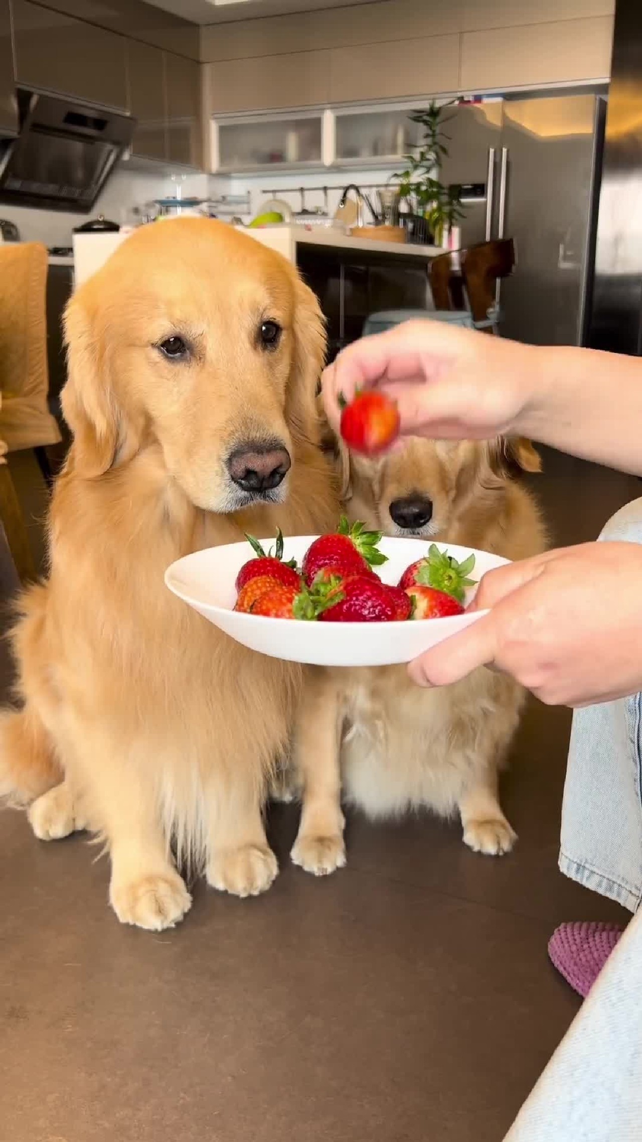 这同样是狗区别还有点