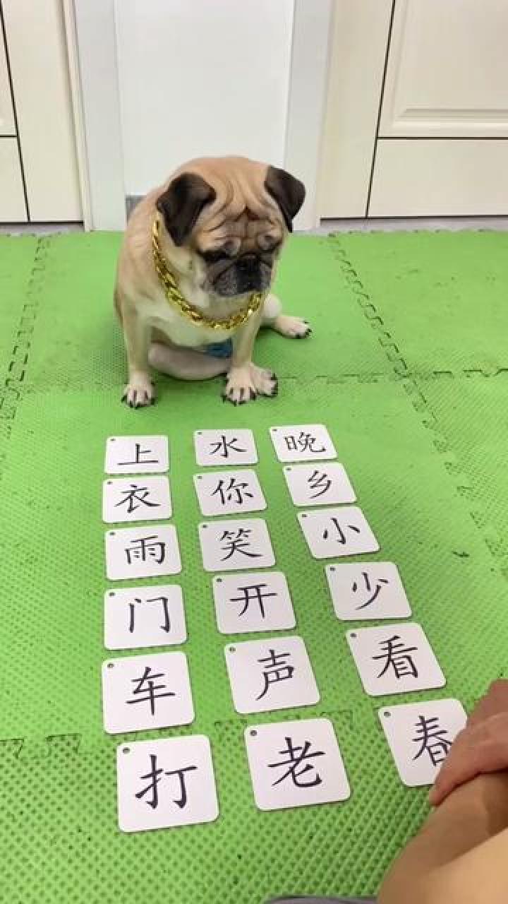 萌宠成精了 宠物达人创作营 可爱狗狗搞笑视频