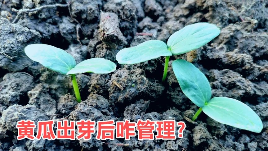 晚茬黄瓜出芽后咋管理?秧苗根部松松土,苗旺病害少结的多水分足