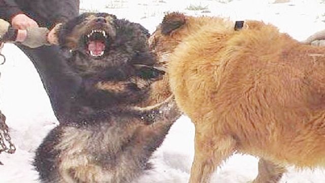 疯狂藏獒竟去挑战高加索,高加索挣脱锁链咬死藏獒