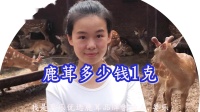 鹿茸功效,吃鹿茸有什么好处,鹿茸片对身体有什么效果