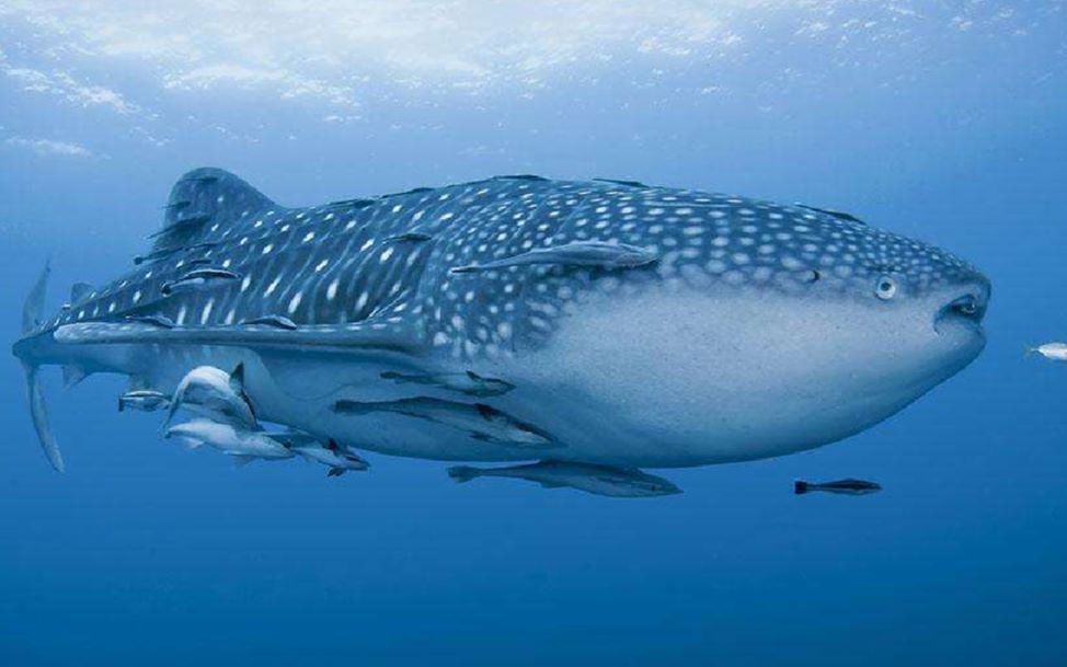 世界上最懒的鱼:出门全靠“搭顺风车”,吃的全是“剩饭”!