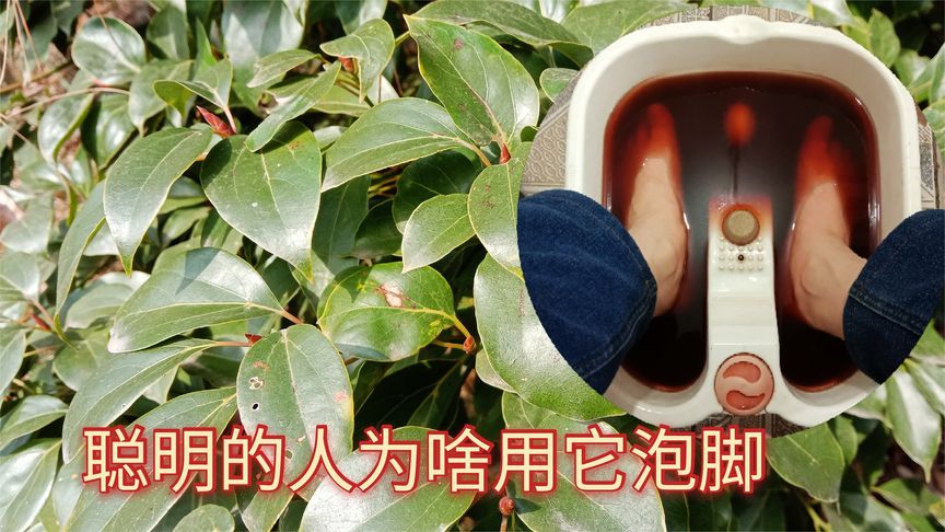 山上的樟树叶,聪明的人为啥用它泡脚,很多人把它当柴火,可惜啦