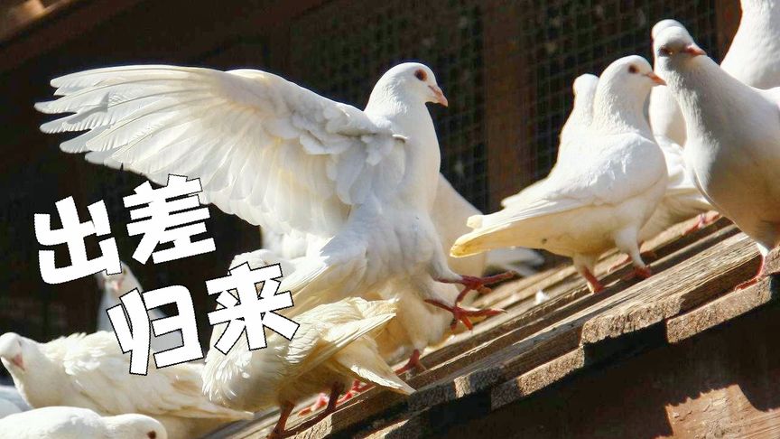 信鸽可以送信是什么原理?它为什么不会迷路