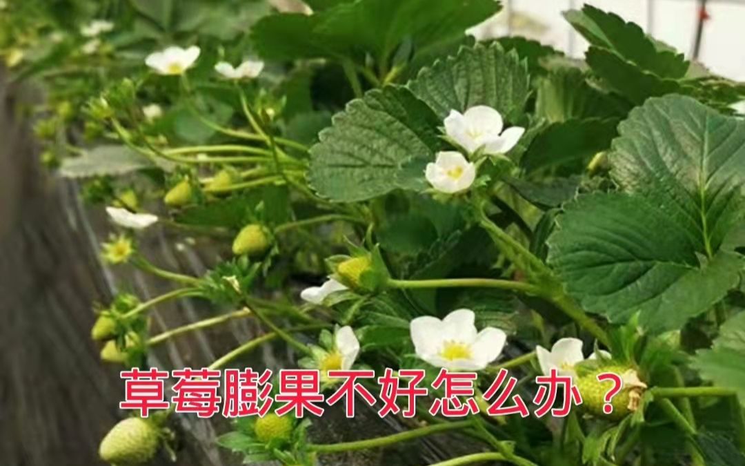 草莓膨果不好怎么办?
