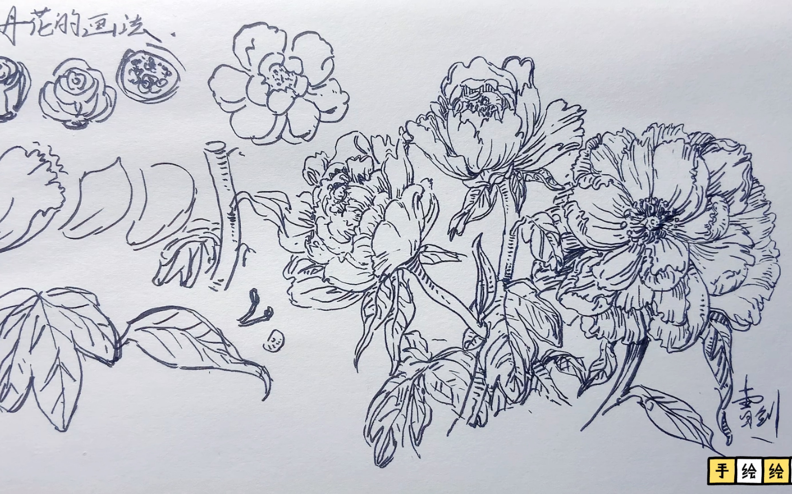 牡丹花画法,钢笔画速写教学,植物系列