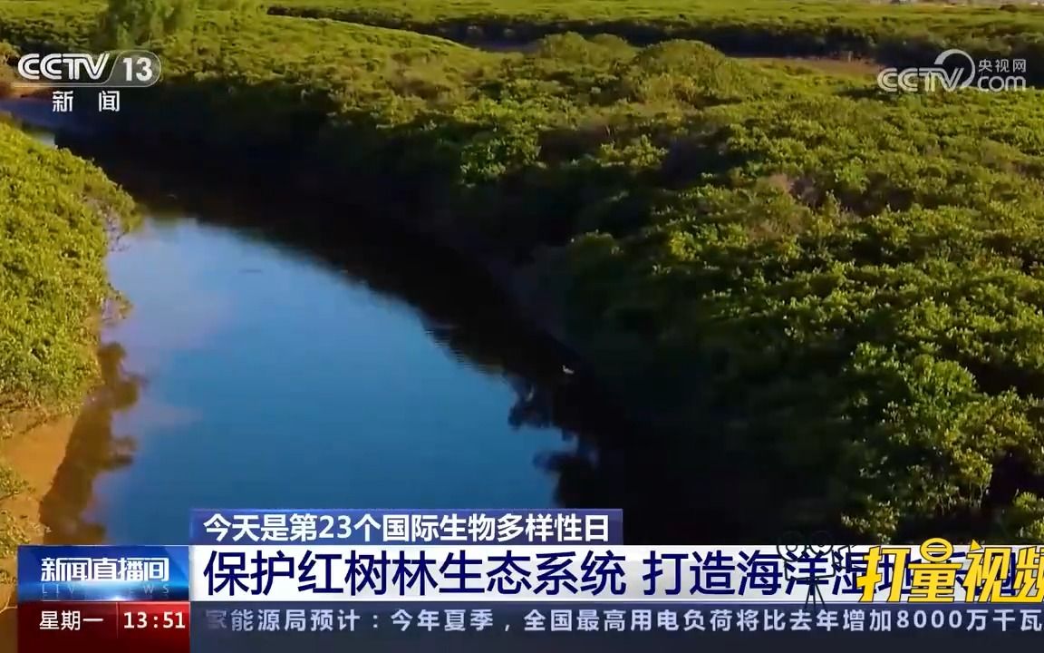...联合国教科文组织确立每年7月26日为“保护红树林生态系统国际日”