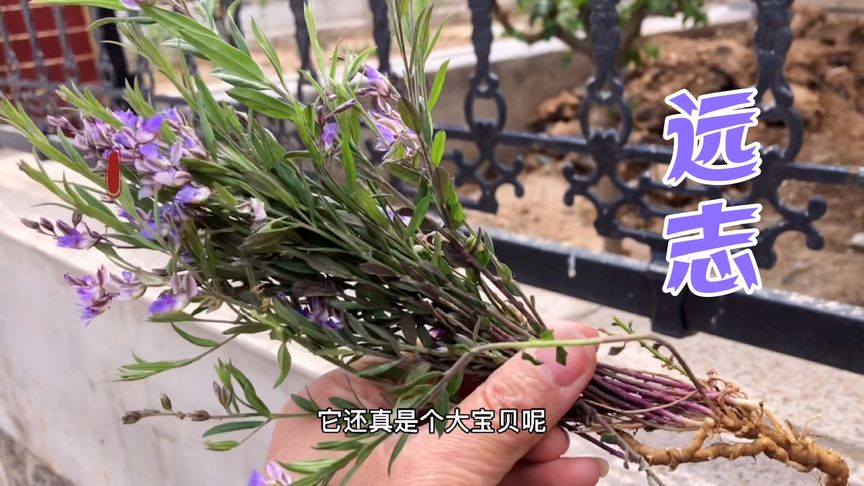 中药移栽到我的百草园,山泉水冲泡黄芩茶,我选择简单自然的生活