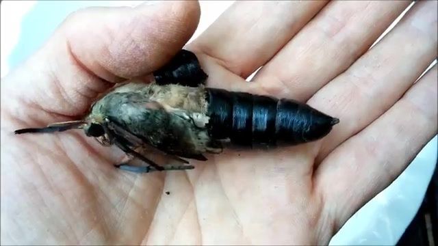 破茧成蝶,你知道这个过程有多艰难吗?看完深深的被震撼到了