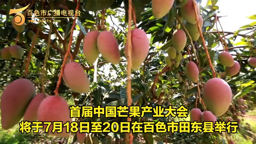 首届中国芒果产业大会将于7月18日至20日在百色市田东县举行