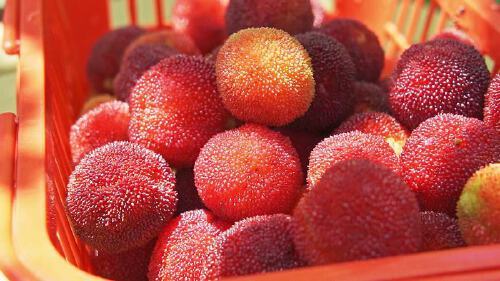 夏日杨梅怎么选?营养功效惊人,但这几类人千万别吃!