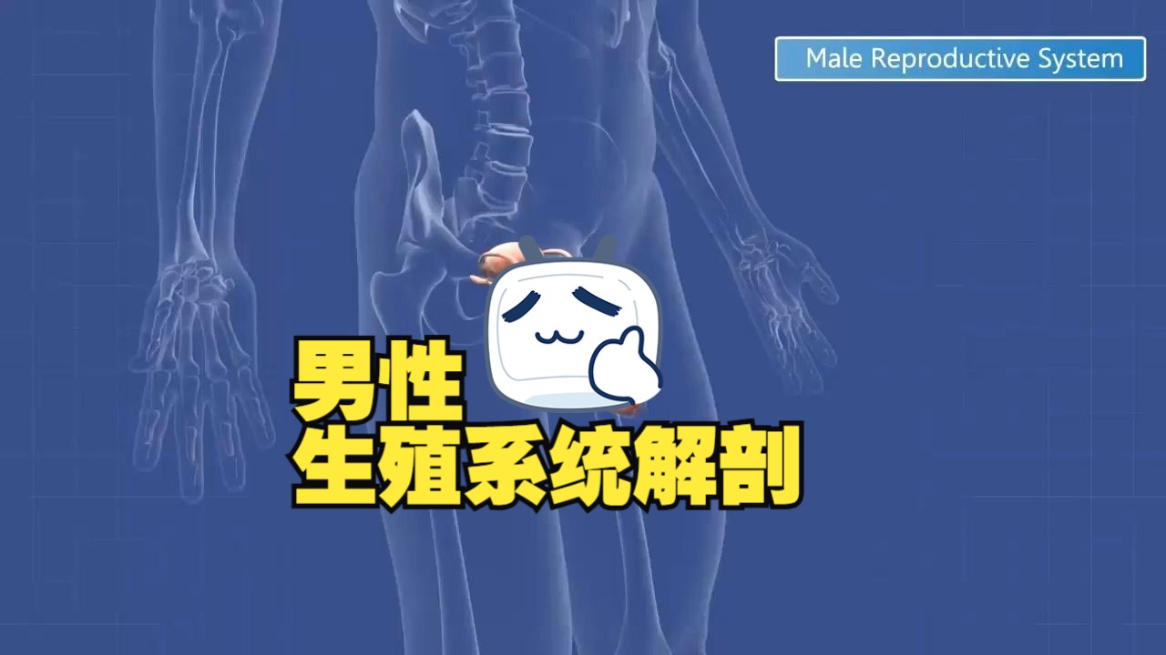 男性生殖系统解剖