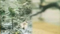 电视剧《奋斗》(周润发 赵雅芝 石修 郭峰)片头