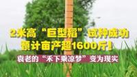 2米高“巨型稻”试种成功,预估亩产超1600斤!袁老的“禾下乘凉梦”...