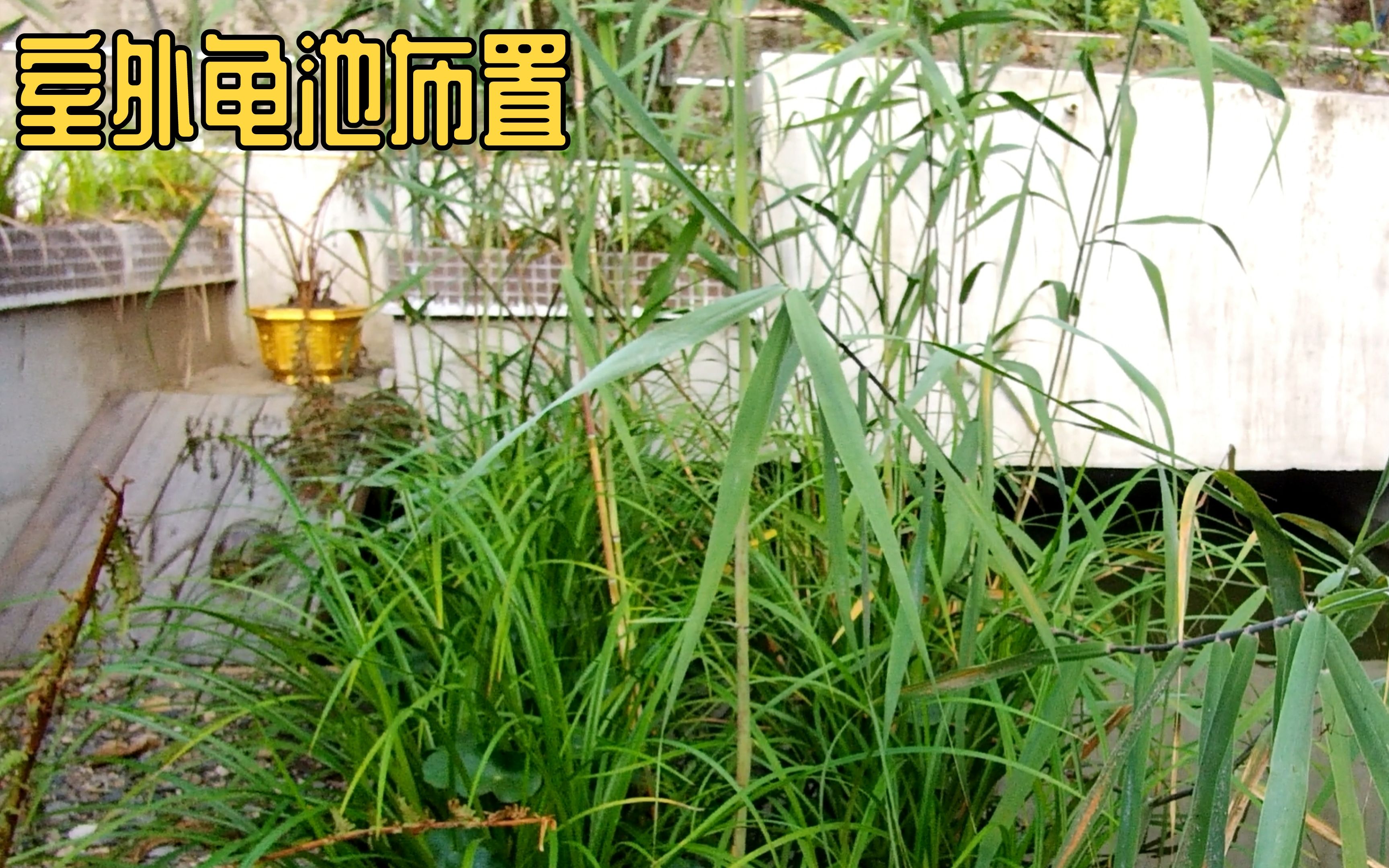 【乌龟】12平米的室外龟池如何布置?如此布置既美观又很适合乌龟的...