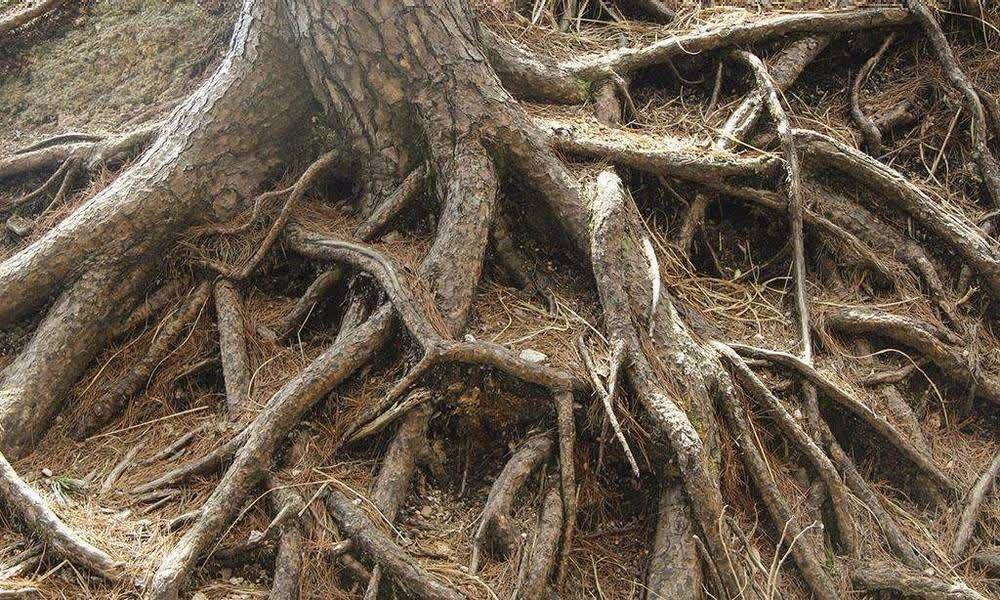 怎么样把树弄死