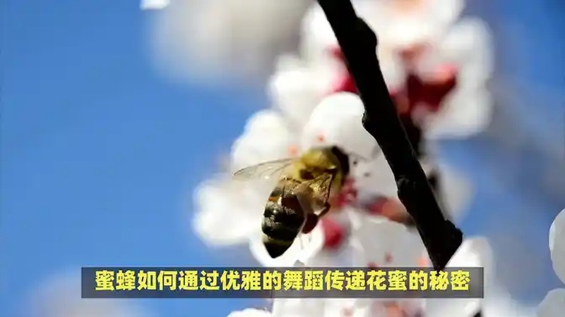 蜜蜂舞蹈传递信息(1)