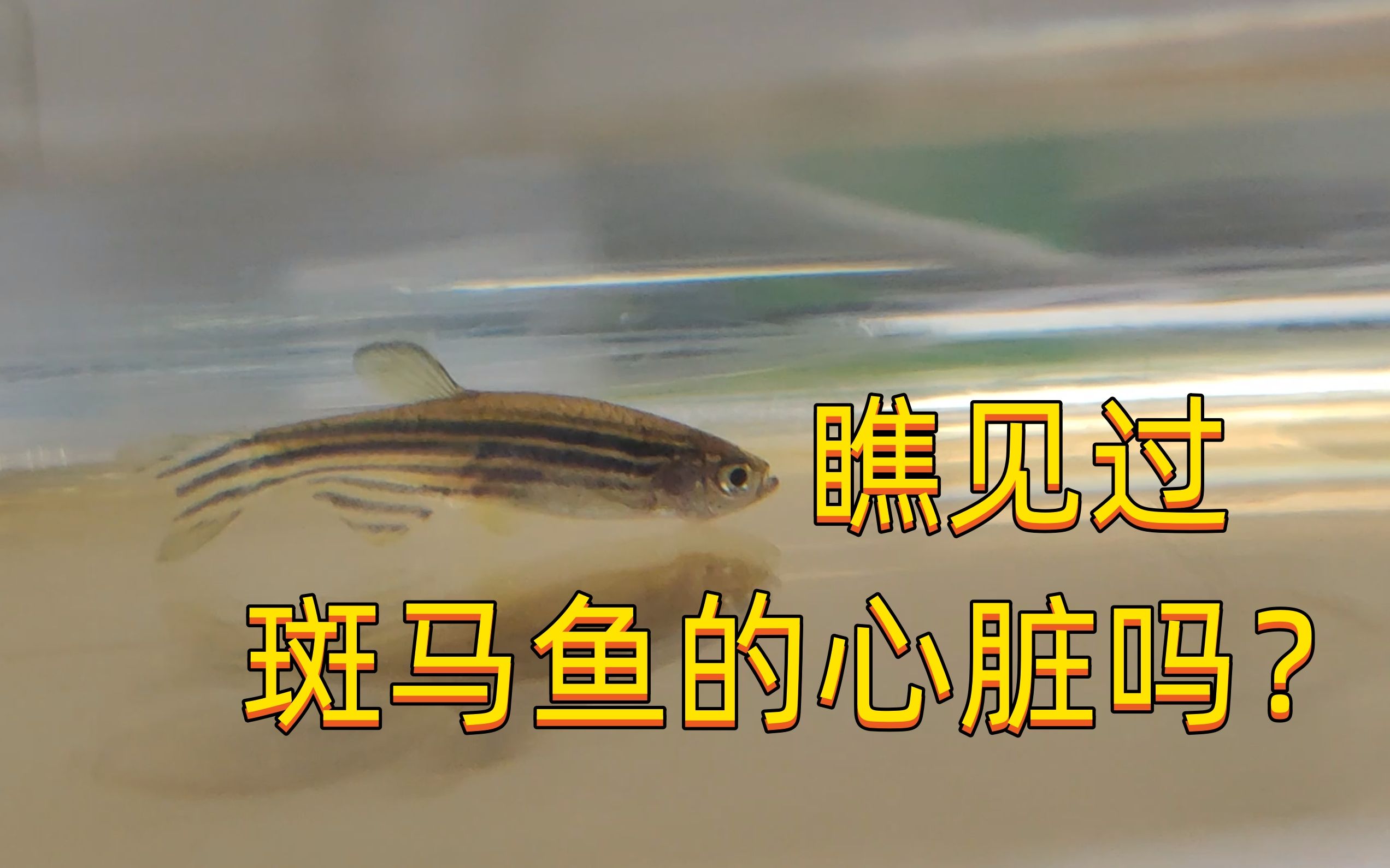 斑马鱼心脏--动作电位及钙瞬变信号检测