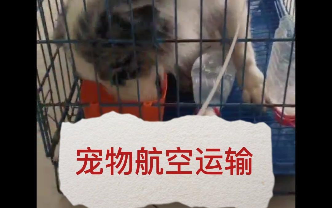 宠物托运怎么选择,宠物航空运输联系,宠物航空托运费用