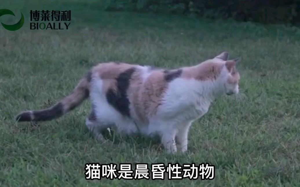 我们的生活多姿多彩,小猫咪的一天是什么样的?