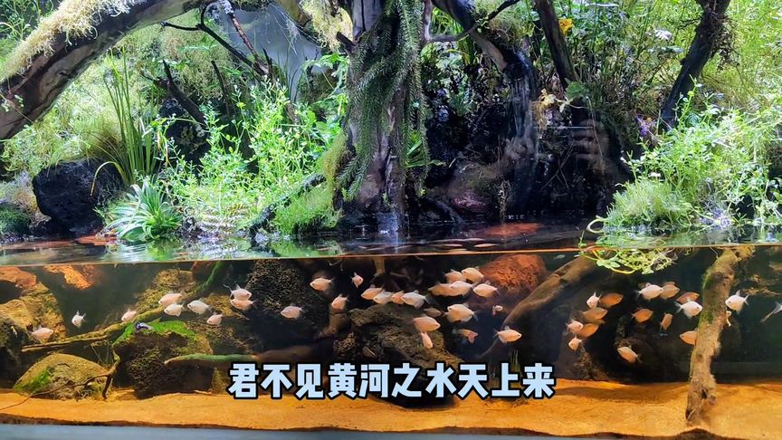 把大自然搬回家是一种什么体验!室内景观之热带雨林造景!